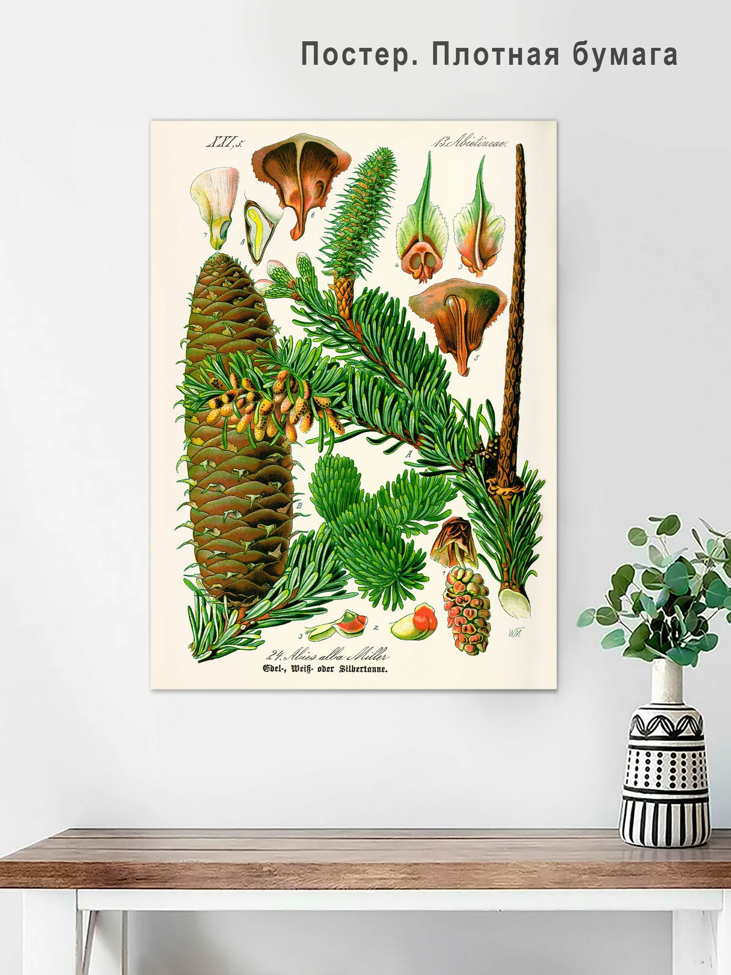 Постер, плакат Шишки из иллюстраций 30х40см