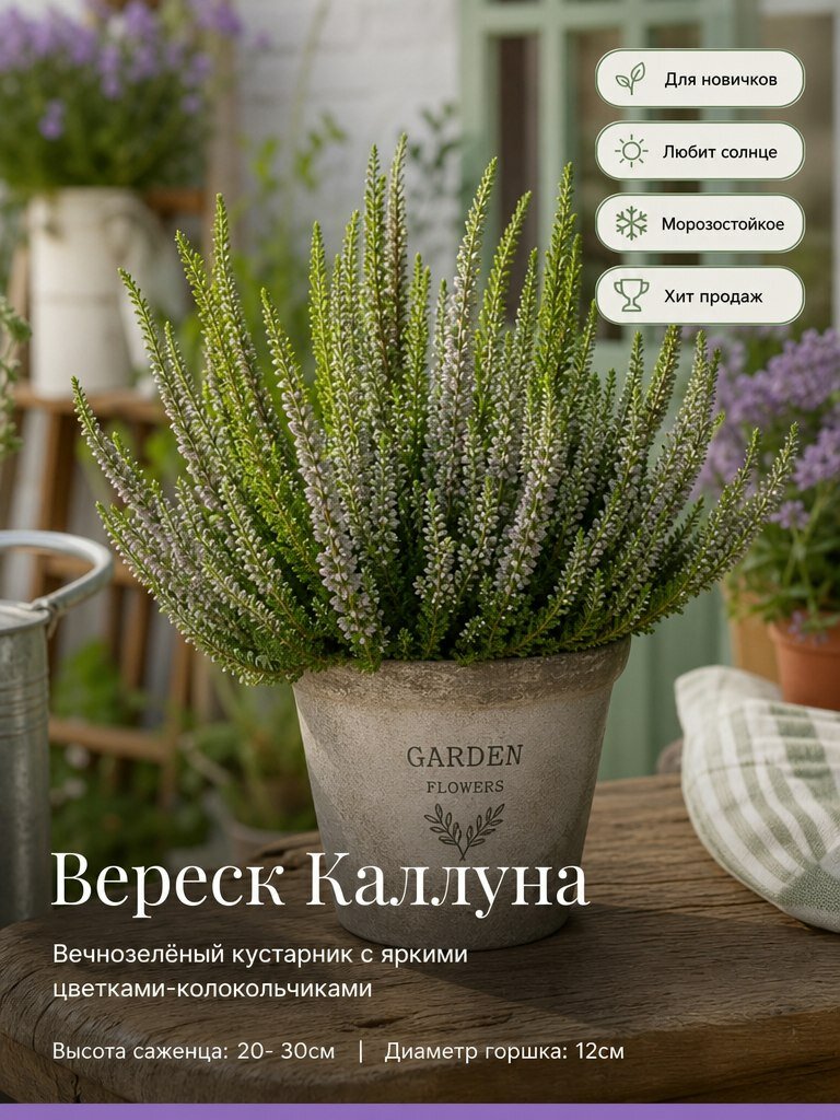 Вереск Каллуна (Calluna vulgaris) Саженец Декоративного Кустарника, Морозостойкий, Для Сада и Ландшафта
