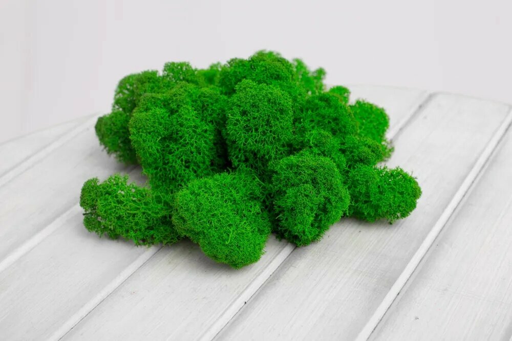 Стабилизированный мох Мох, 7 см, 150 гр, 100 шт