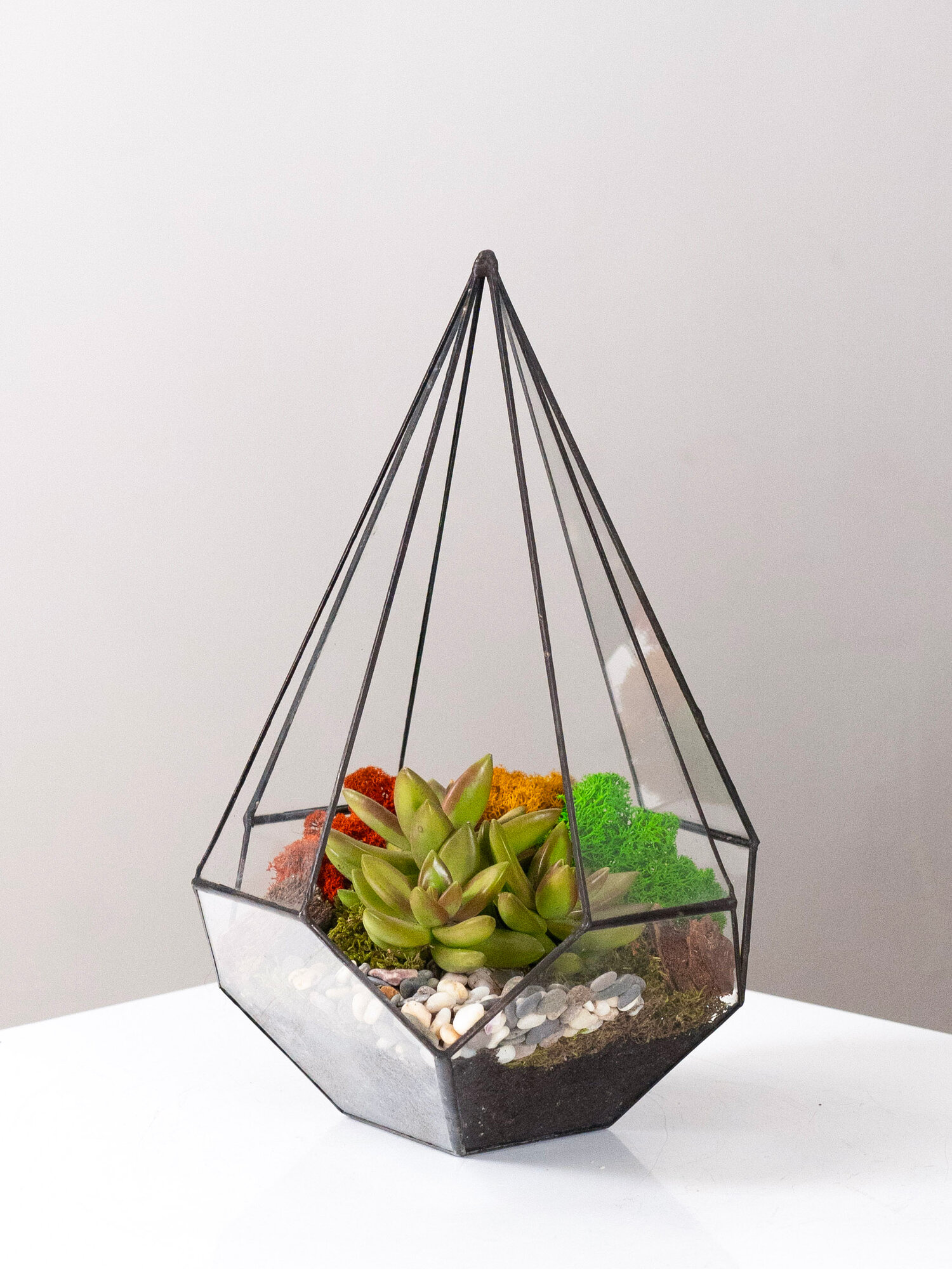 Geo Glass: Флорариум готовый , суккулент живой , флорариум стекло , подарок