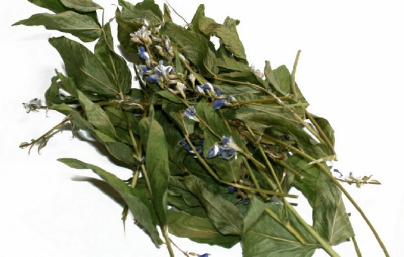 Козлятник сушеный пучок (галега)/ вес 100гр/ сбор в 2025 году