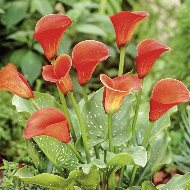 Калла Моцарт (1 клубень), Нидерланды