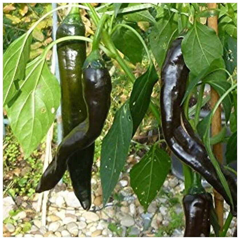 Семена Орешка Перец острый Negro de Valle 5 ШТ