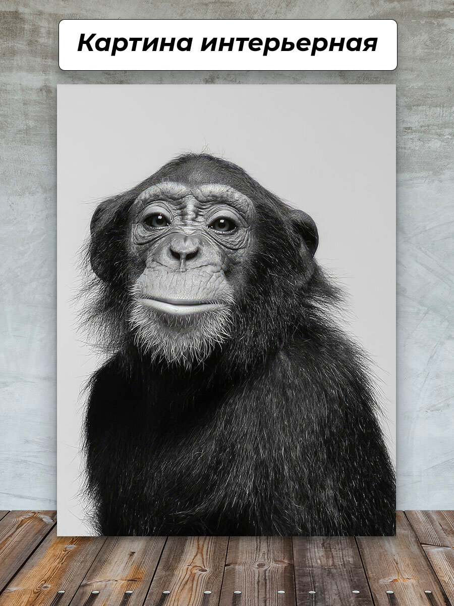 Картины для интерьера 40х60 Черно-белый Обезьяна портрет