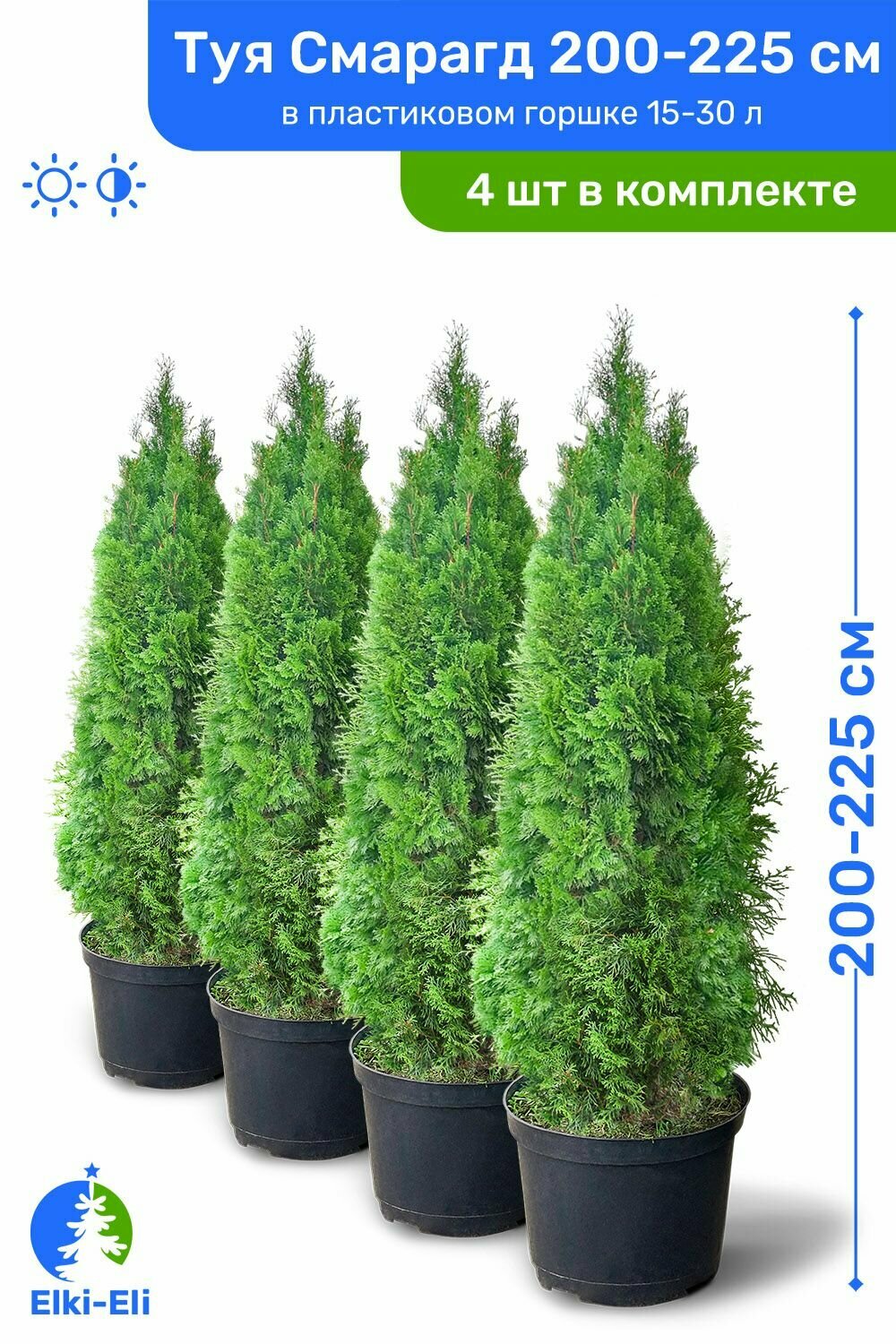 Туя западная Смарагд 200-225 см в пластиковом горшке 25-60 л, саженец, хвойное живое растение, комплект из 4 шт