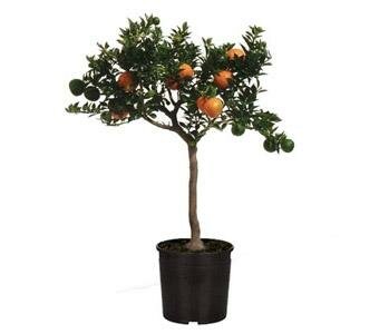 Апельсин Миртолистный - Citrus Chinotto D17 H60