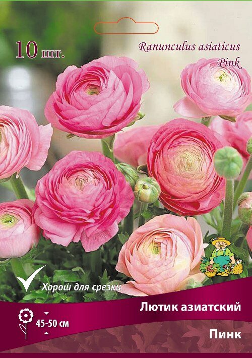 Лютик азиатский Пинк в капере 10 шт.