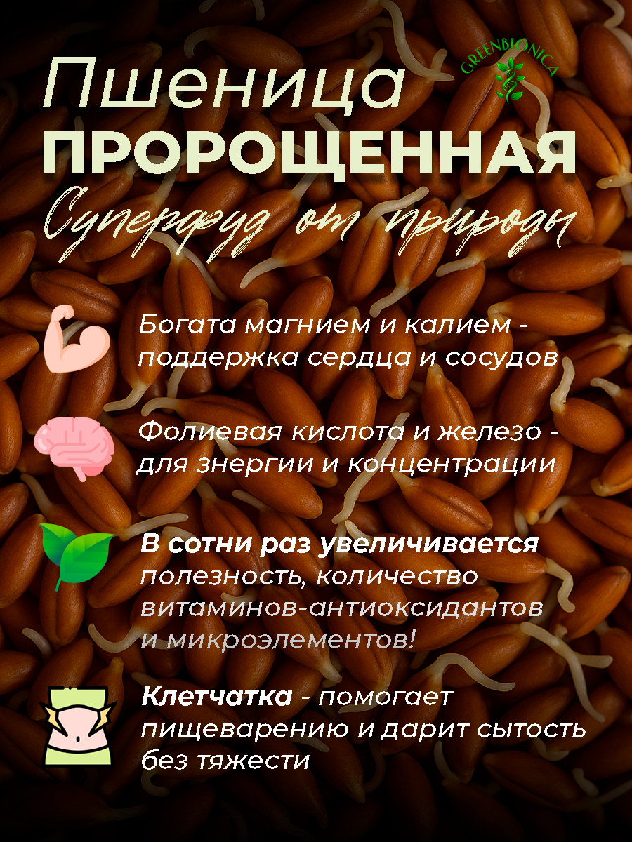 Пшеница пророщеная — фото 1