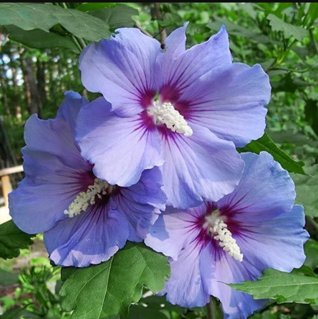 Гибискус Сирийский- семена 10шт