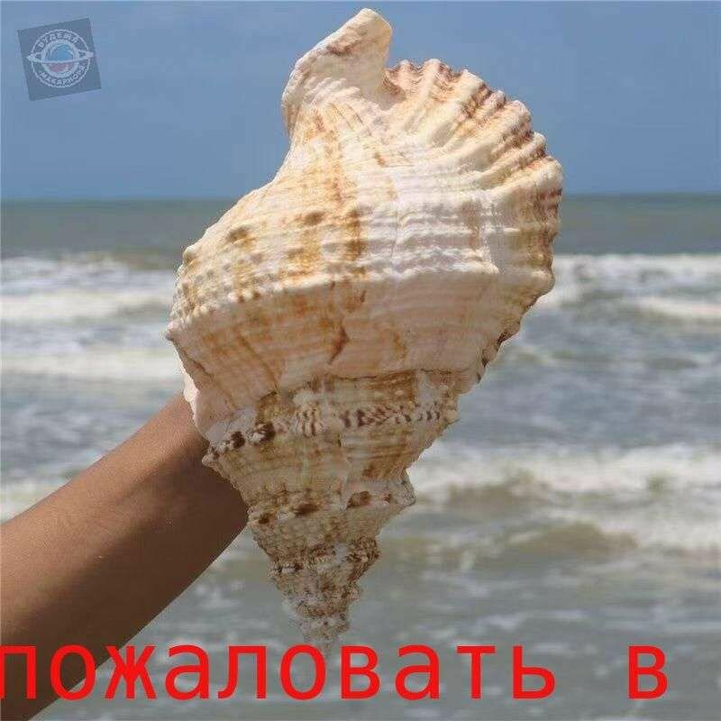 Ракушка морская натуральная Бурса Бубо12cm-13cm