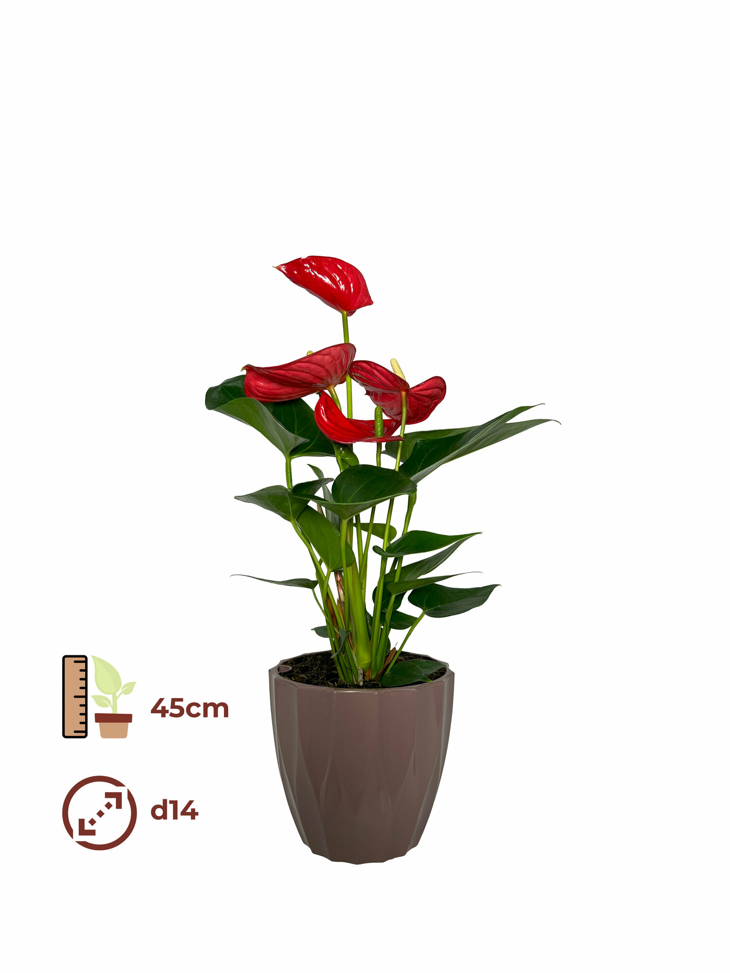 Антуриум Красный 14/45, цвет кашпо мокко