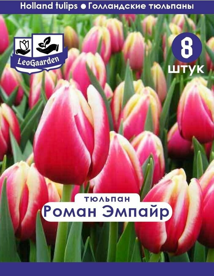 Тюльпан Луковица, Роман Эмпайр, 8 шт неочищенные
