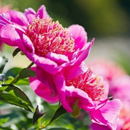 Пион Неон (1 корневище в пакете с торфом), Нидерланды