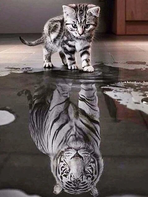 HUACAN набор для вышивки крестом кошка тигр 40x50cm