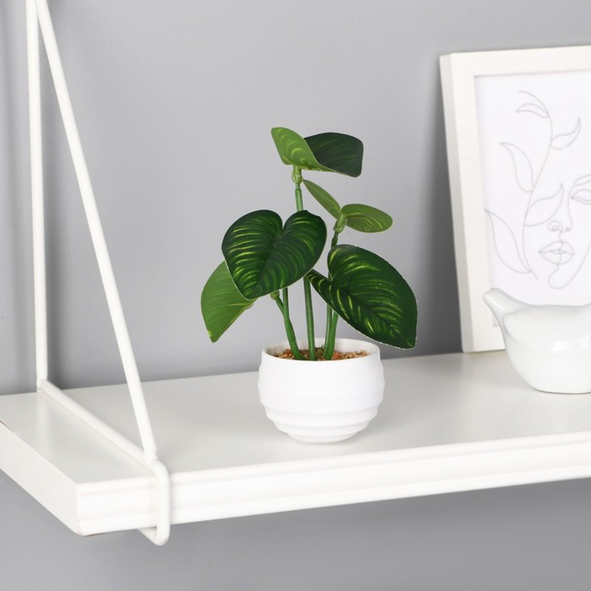 Бонсай в горшке «Филодендрон элит элегант», 6×13 см, зелёный