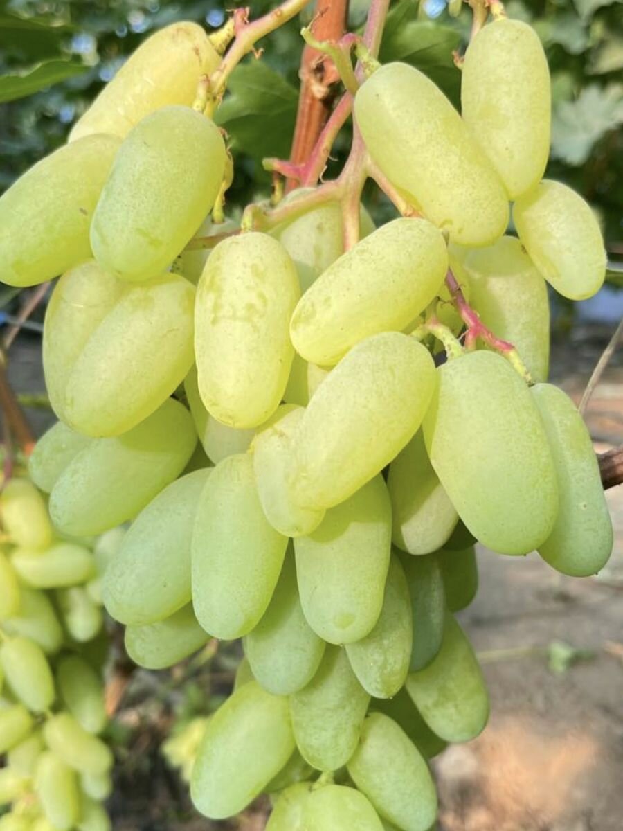 Виноград Алинка, столовый, раннеспелый, высокоурожайный, 1 шт