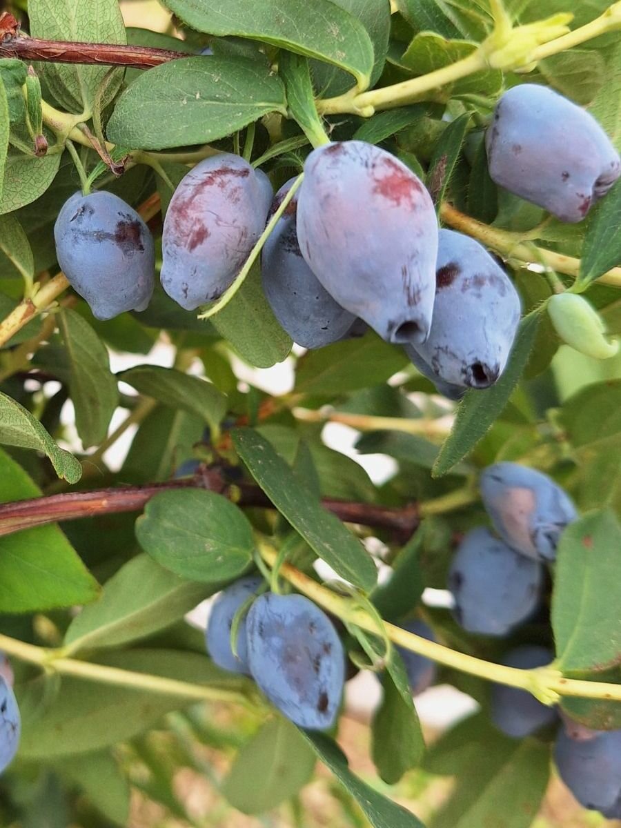 Жимолость Бореал Бьюти 1шт, морозостойкая, неприхотливая, крупная сладкая ягода
