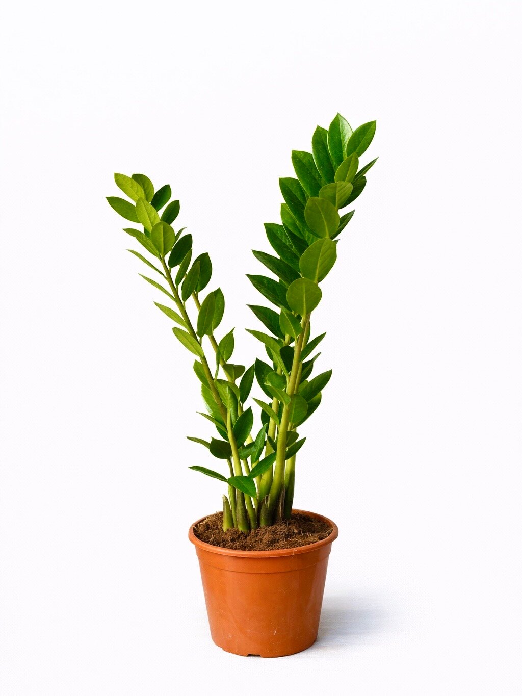 Замиокулькас — стильное и неприхотливое украшение для дома или офиса