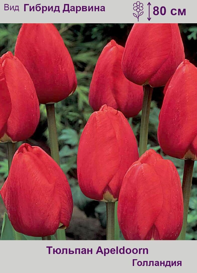 Тюльпан Апельдорн (Apeldoorn) гибрид Дарвина луковицы 10 шт сотка