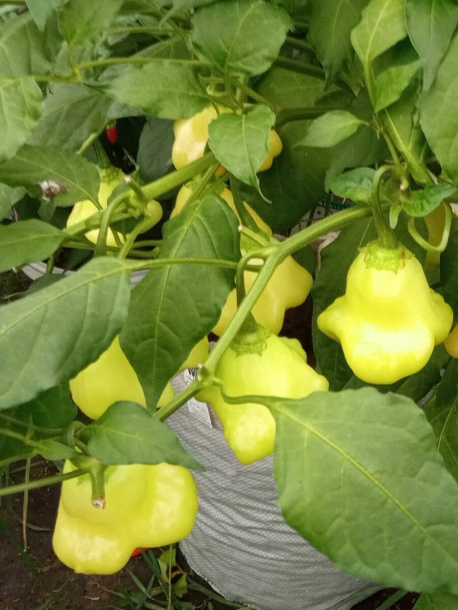 Семена Острый перец Sugar rush cream, 5 штук