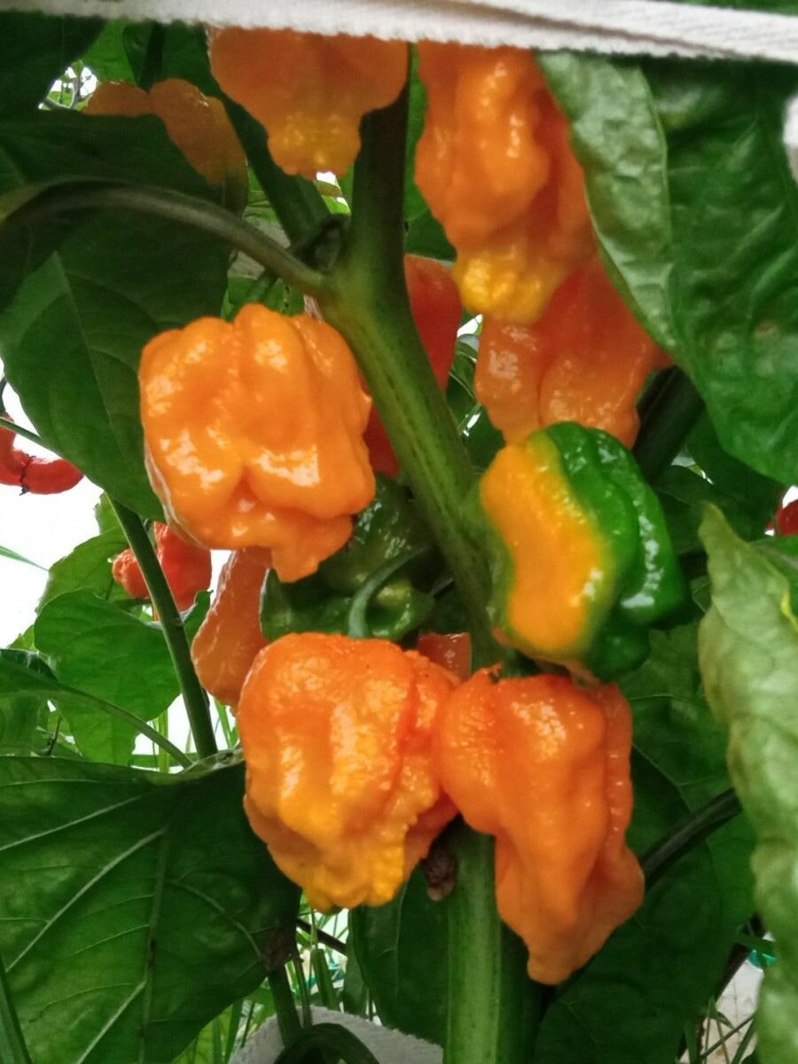 Семена Острый перец 7 pot Congo giant yellow, 5 штук