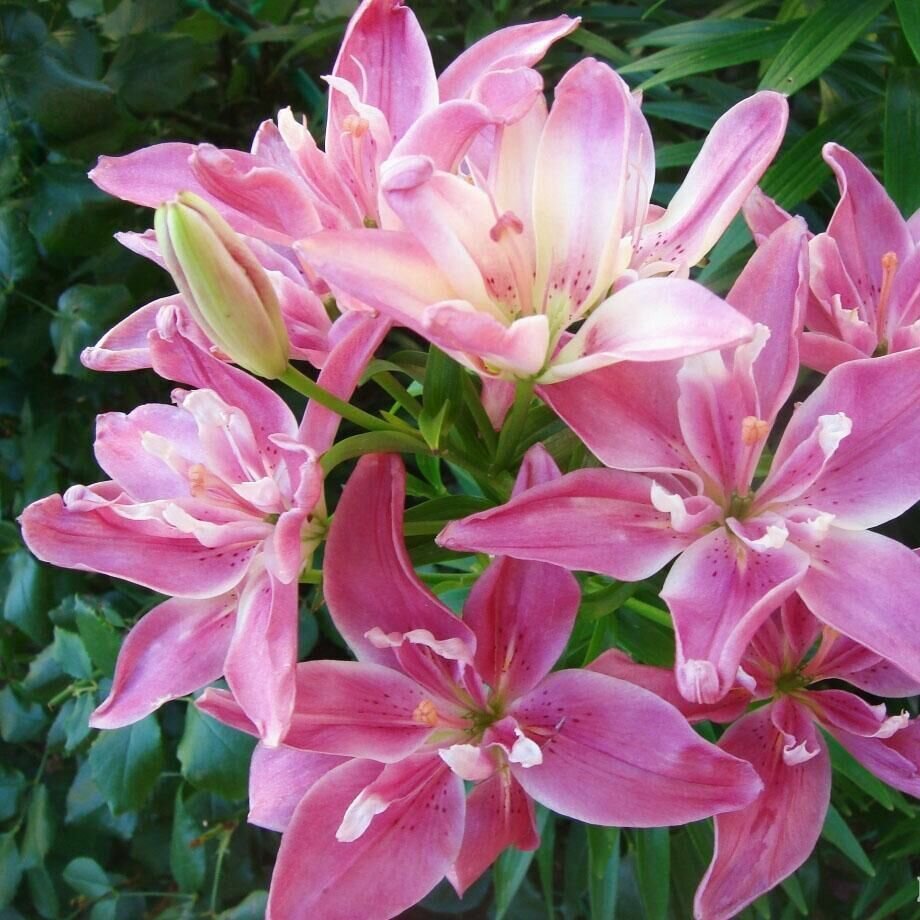 Лилия азиатская махровая Кэнди Блоссом луковицы, клубни, корни цветов