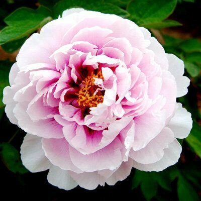 Пион Персиковый цвет 1 шт