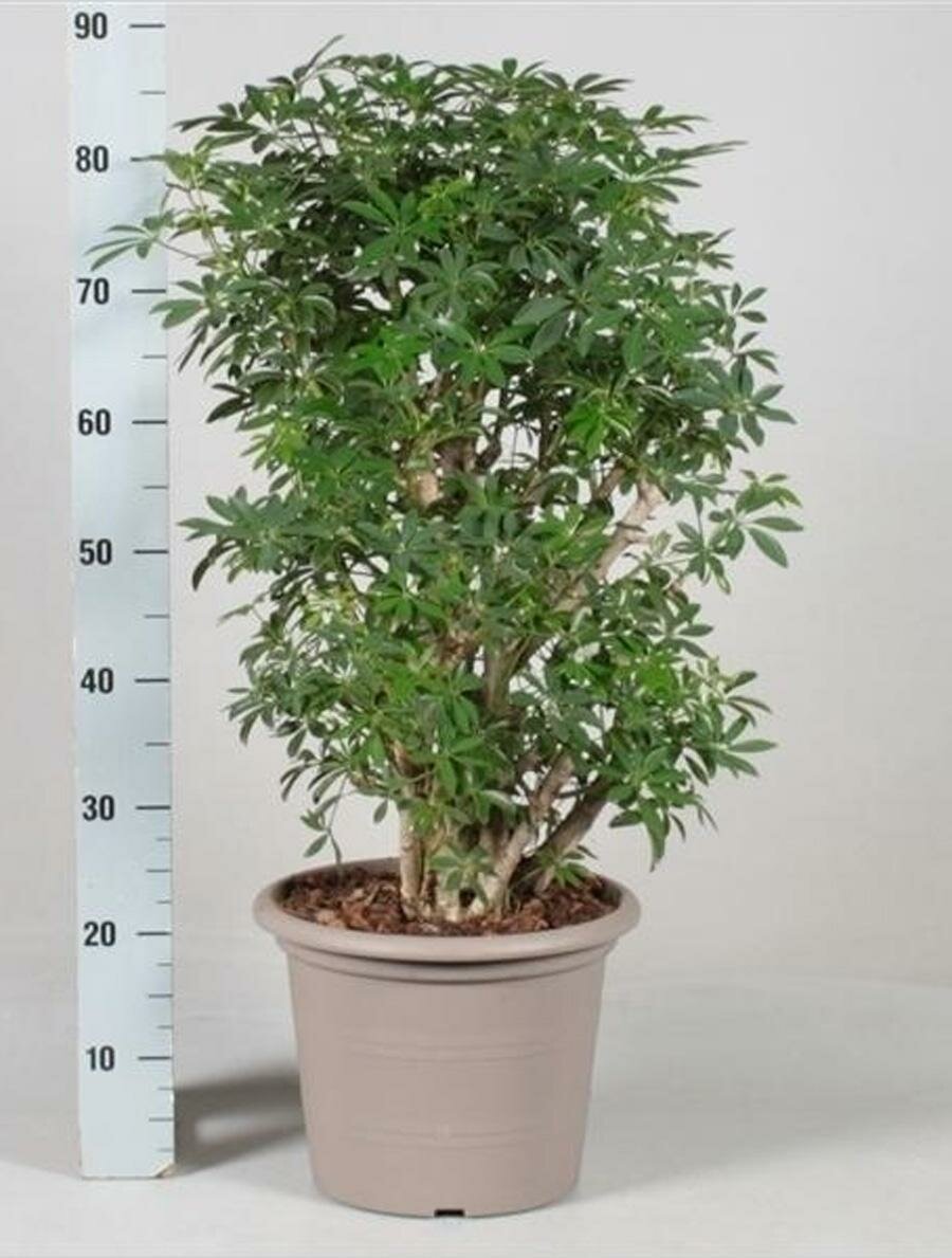 Шеффлера лучелистная Лузеана - Schefflera actinophylla Luseana D24 H90