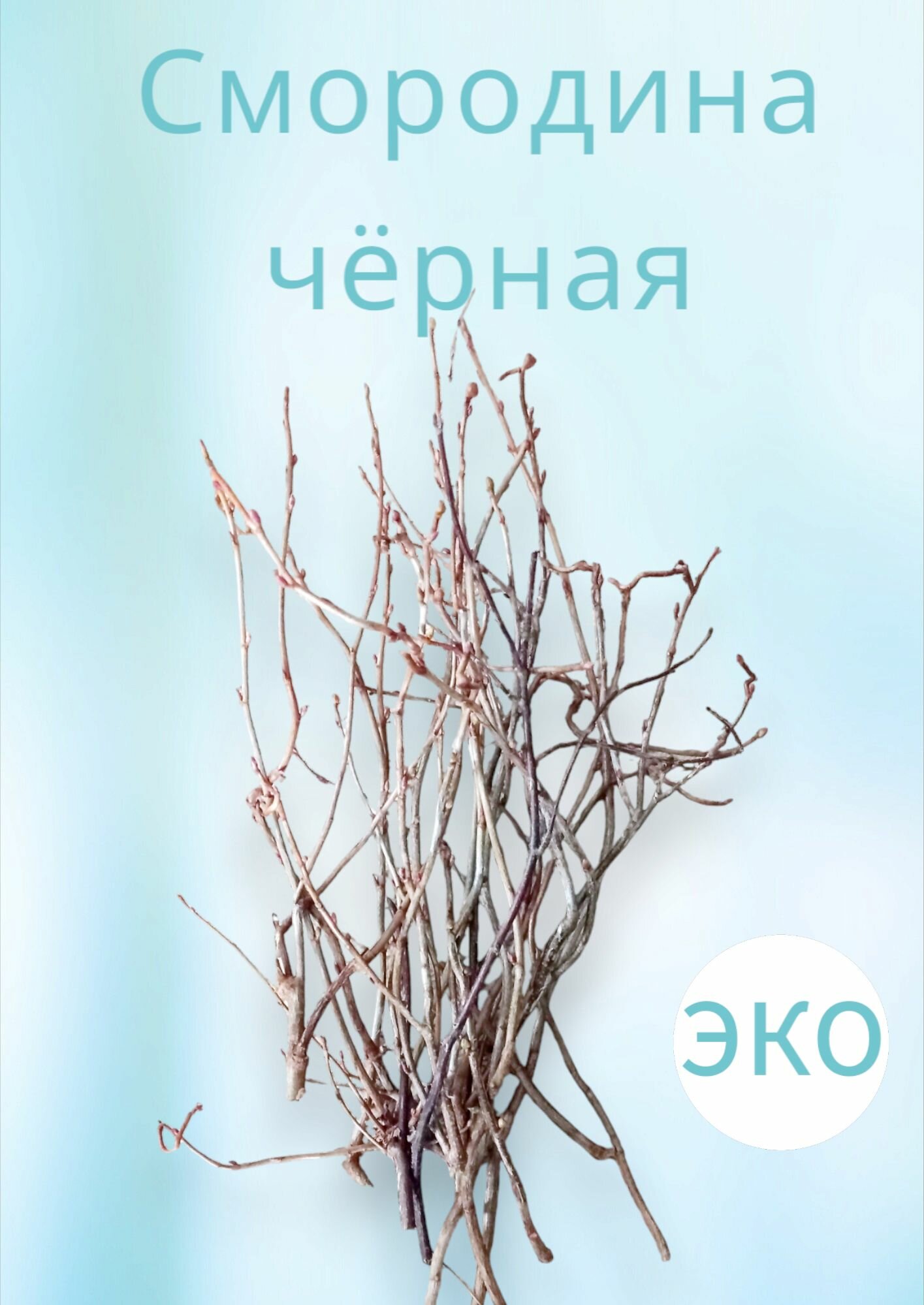 Веточки чёрной смородины.