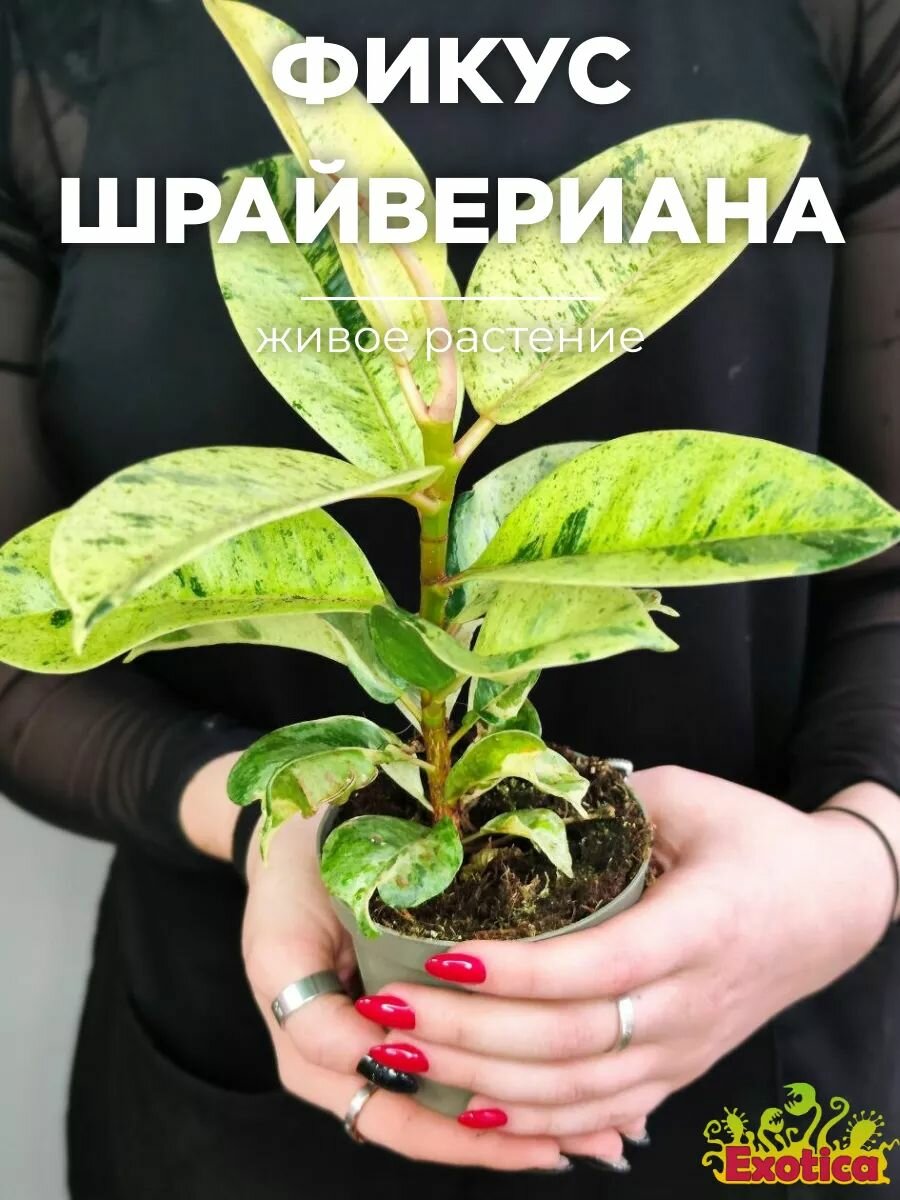 Фикус Вариегатный Эластика Шрайвериана, или Шривериана (Ficus Elastica Shivereana) D10см, живое растение