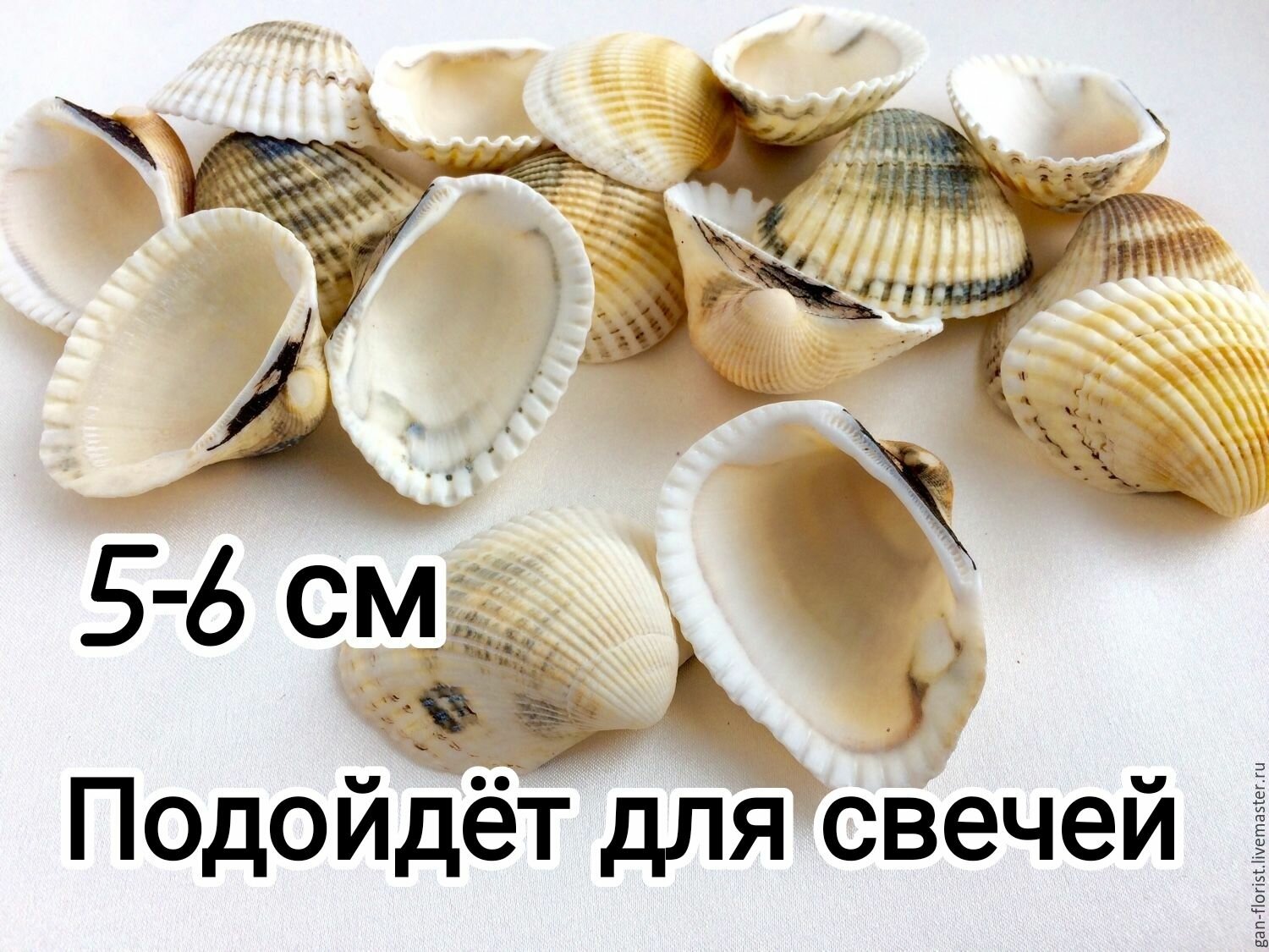 Набор морских ракушек