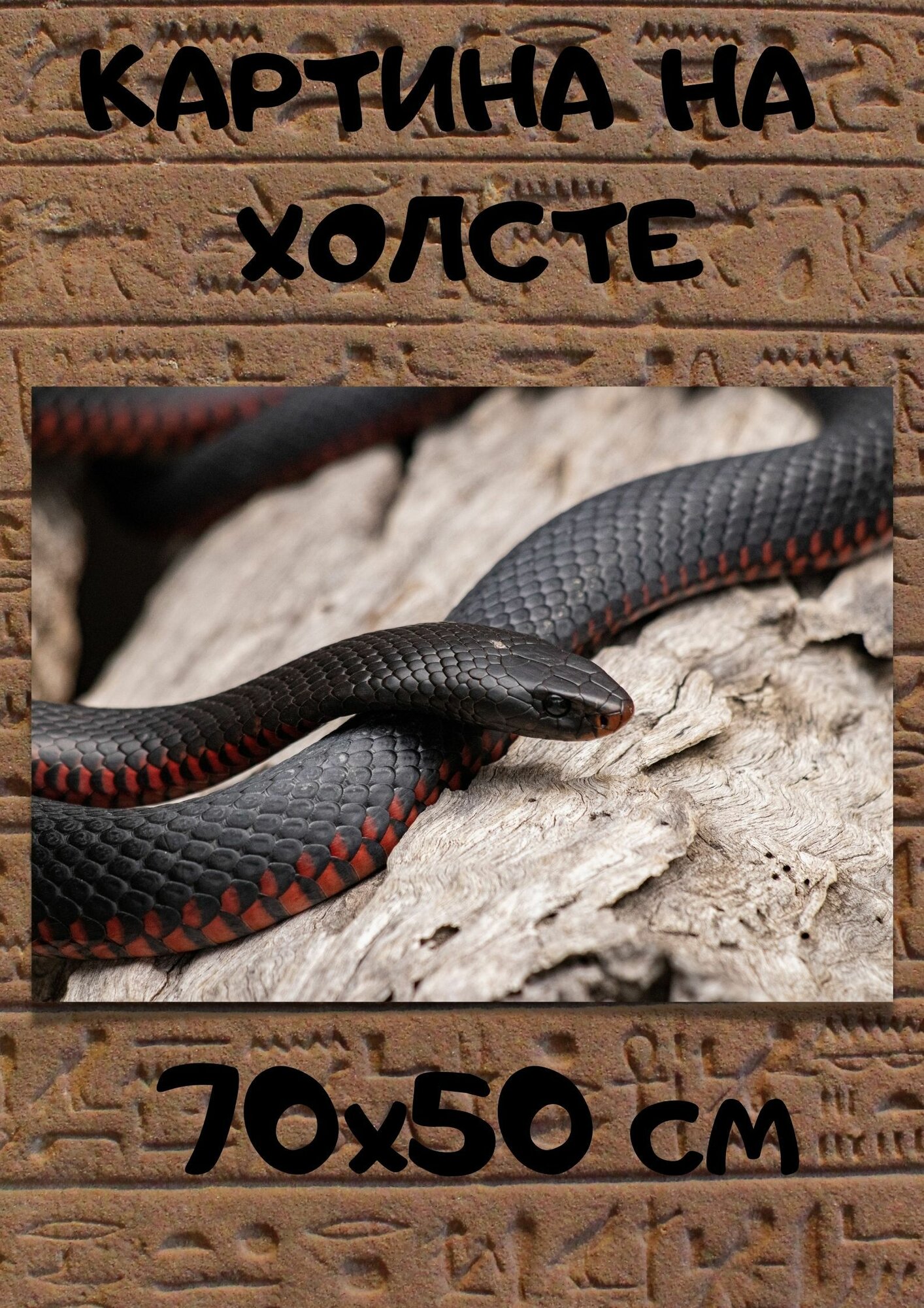 Картина с дикими животными "Черная змея на камне" 70х50 см