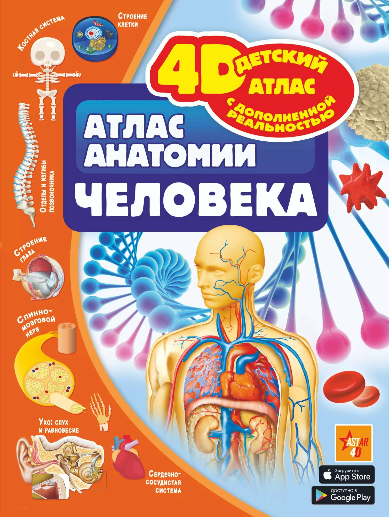 Атлас анатомии человека