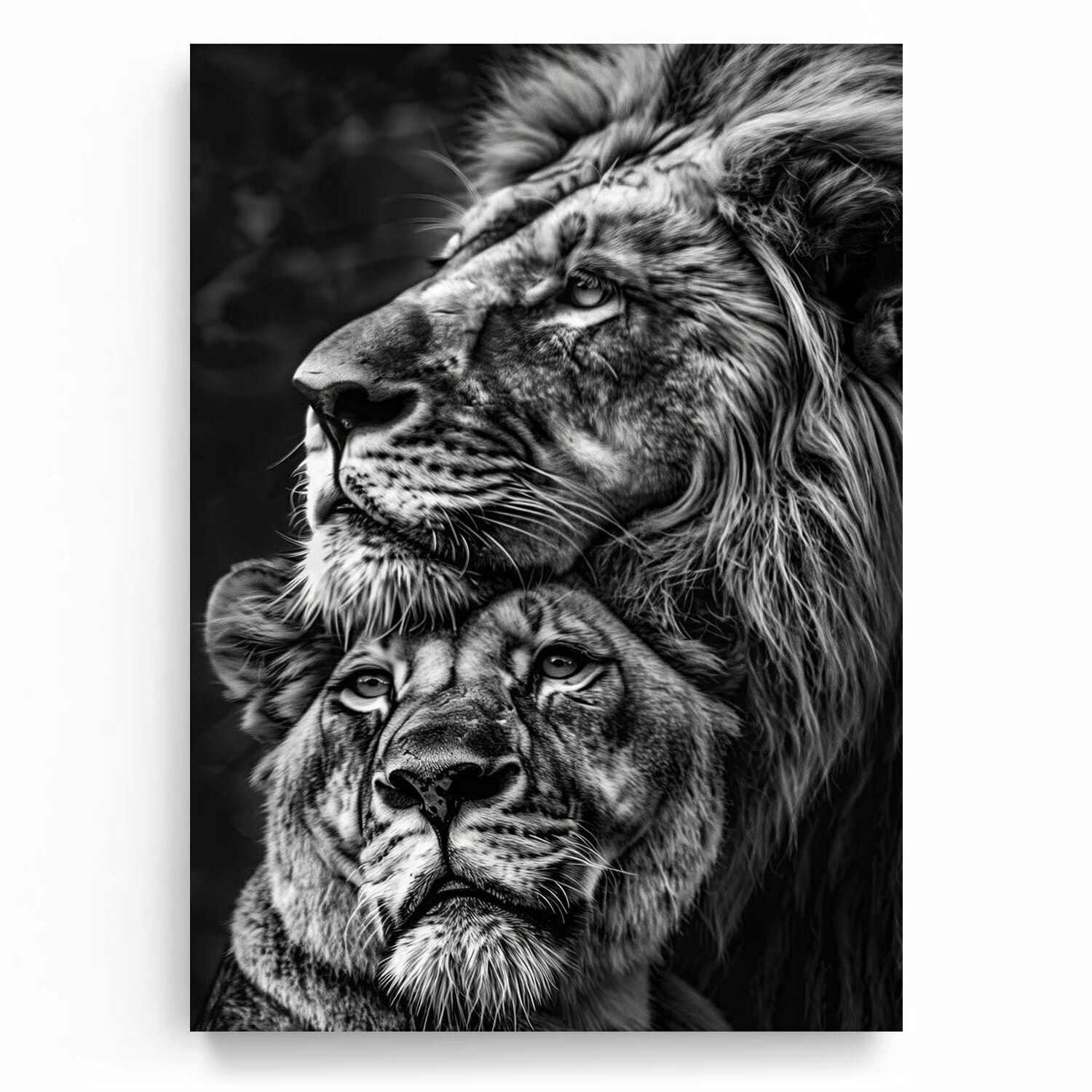 Картина со львом / постер Лев и львица, 40х60 см.