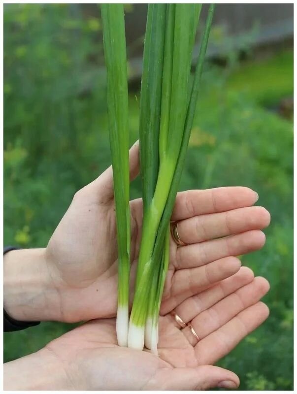 Коллекционные семена лука Перформер на зелень