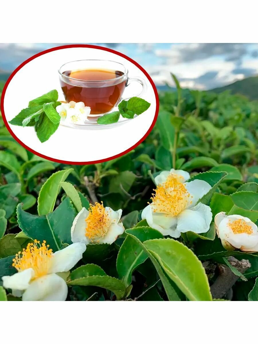 Семена Камелия Китайская (Чай) 7 шт.