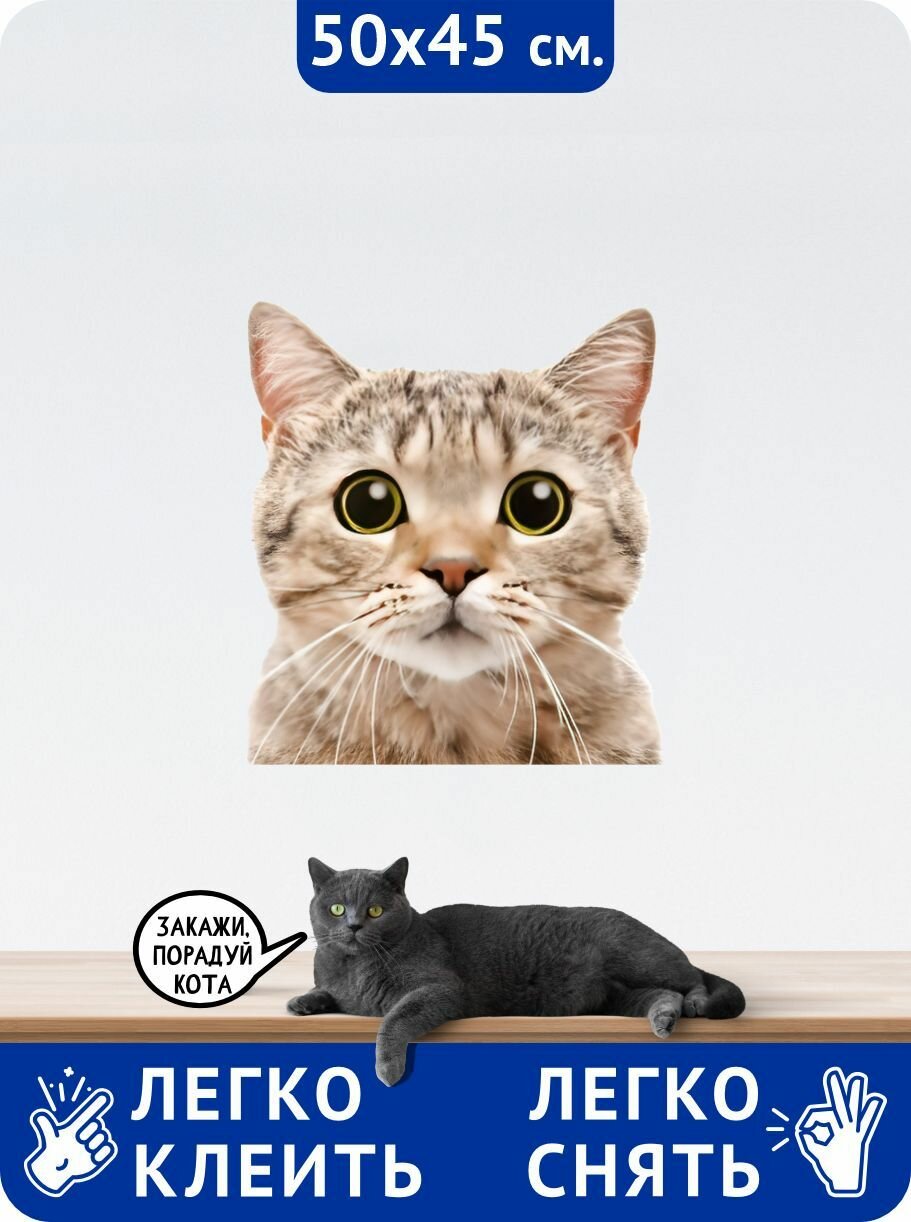 Наклейки на стену для декора - Милые животные, котик