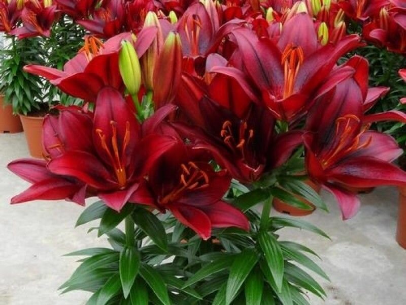 Лилия Тайни Рокет 1 шт