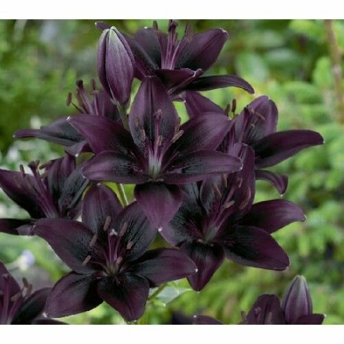 Лилия Блэк Шарм 1 шт