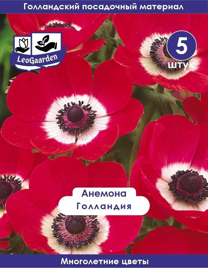 Анемона, Голландия 5 шт