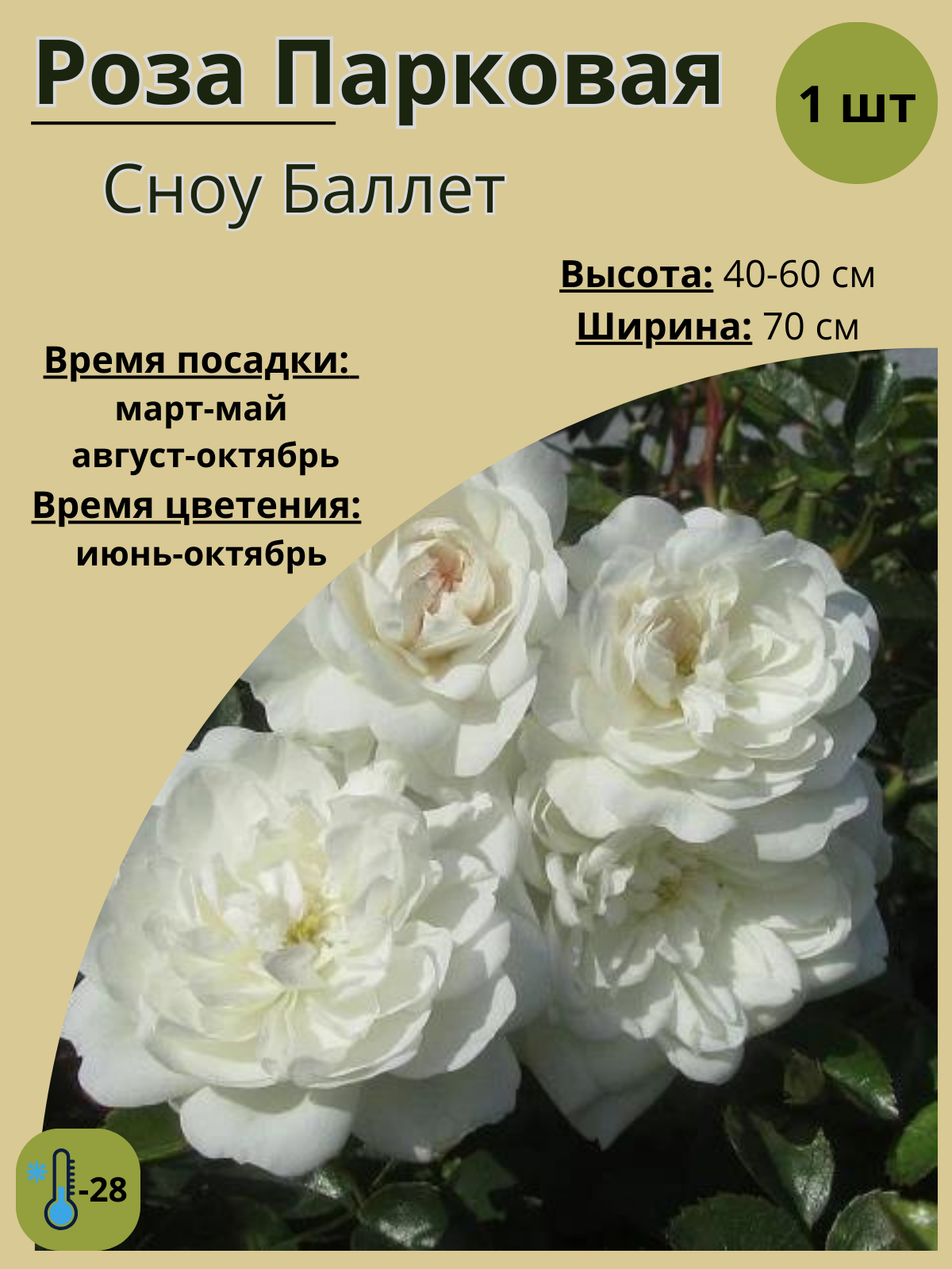 Роза парковая Сноу Баллет