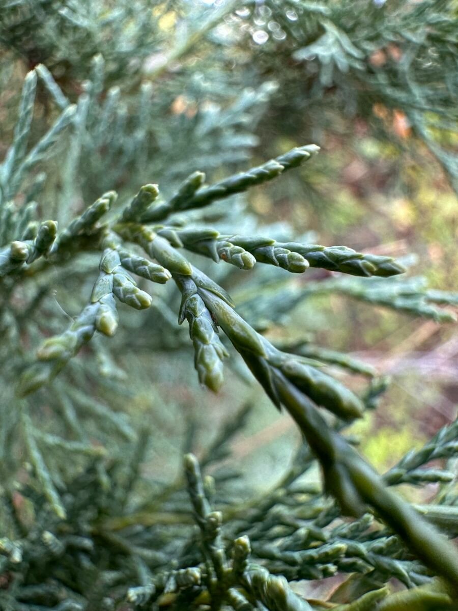 Можжевельник Скальный семена 10 штук