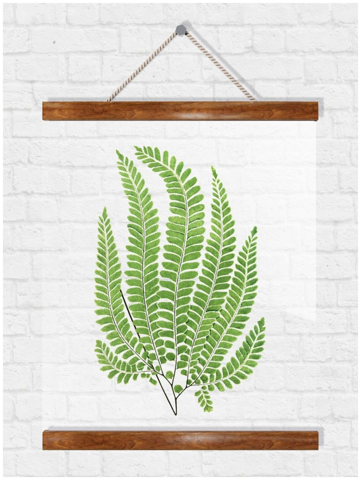 Постер / Плакат / Картина Прозрачный постер - Красивый лист папоротника 50x70