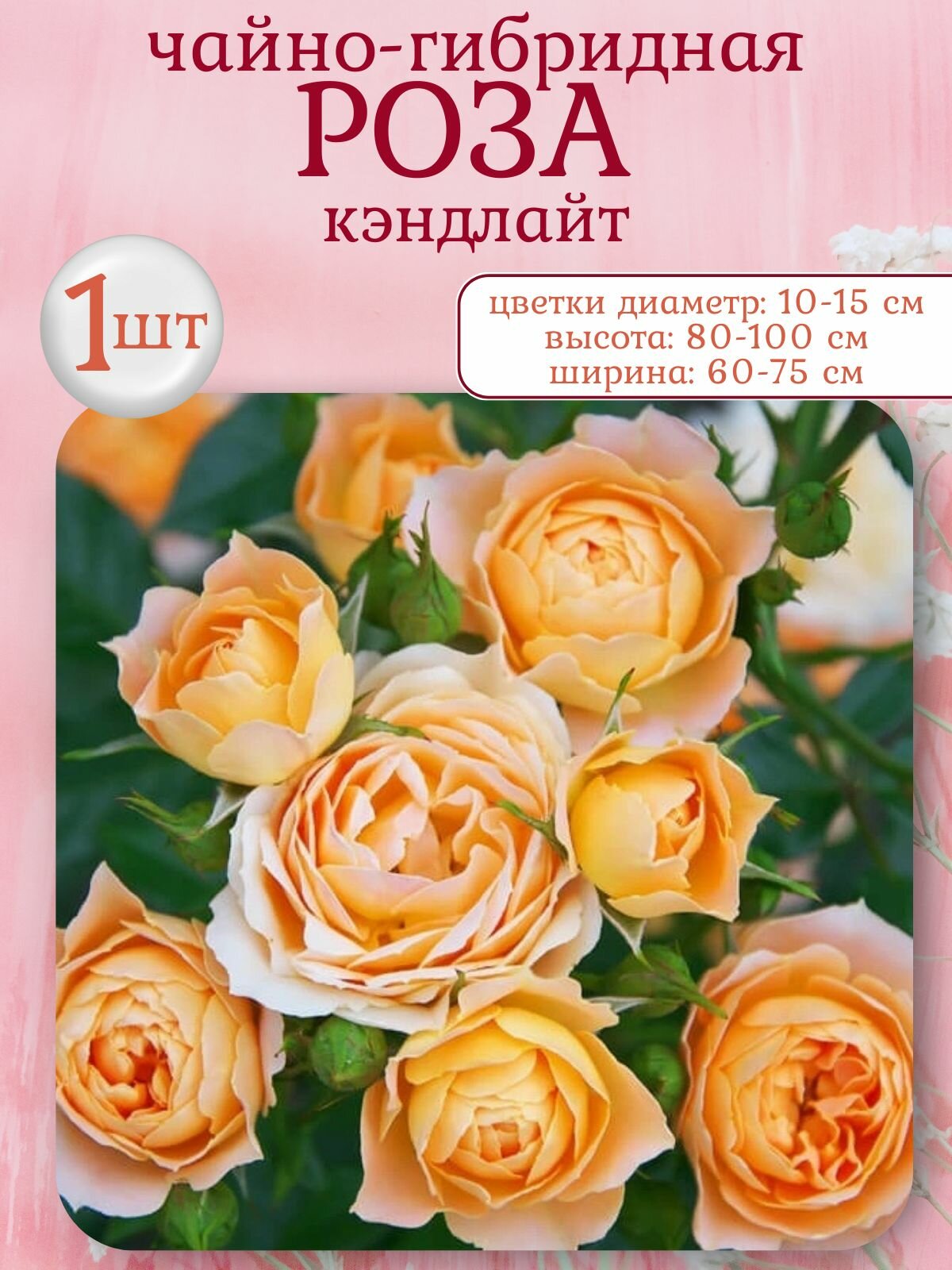 Роза чайно-гибридная Кендлайт, многолетние цветы, 1 шт