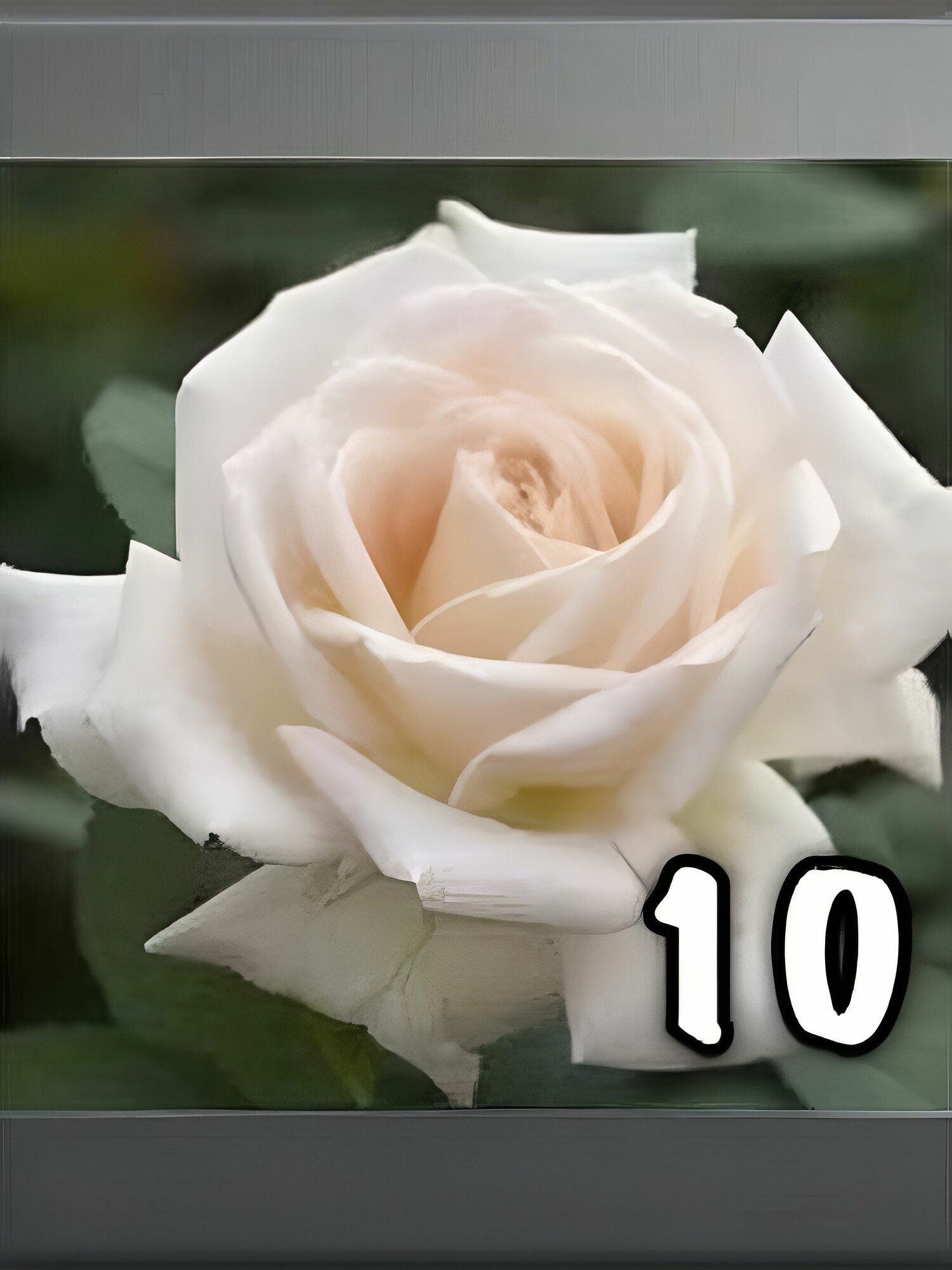 Роза семена в ампуле 10 штук