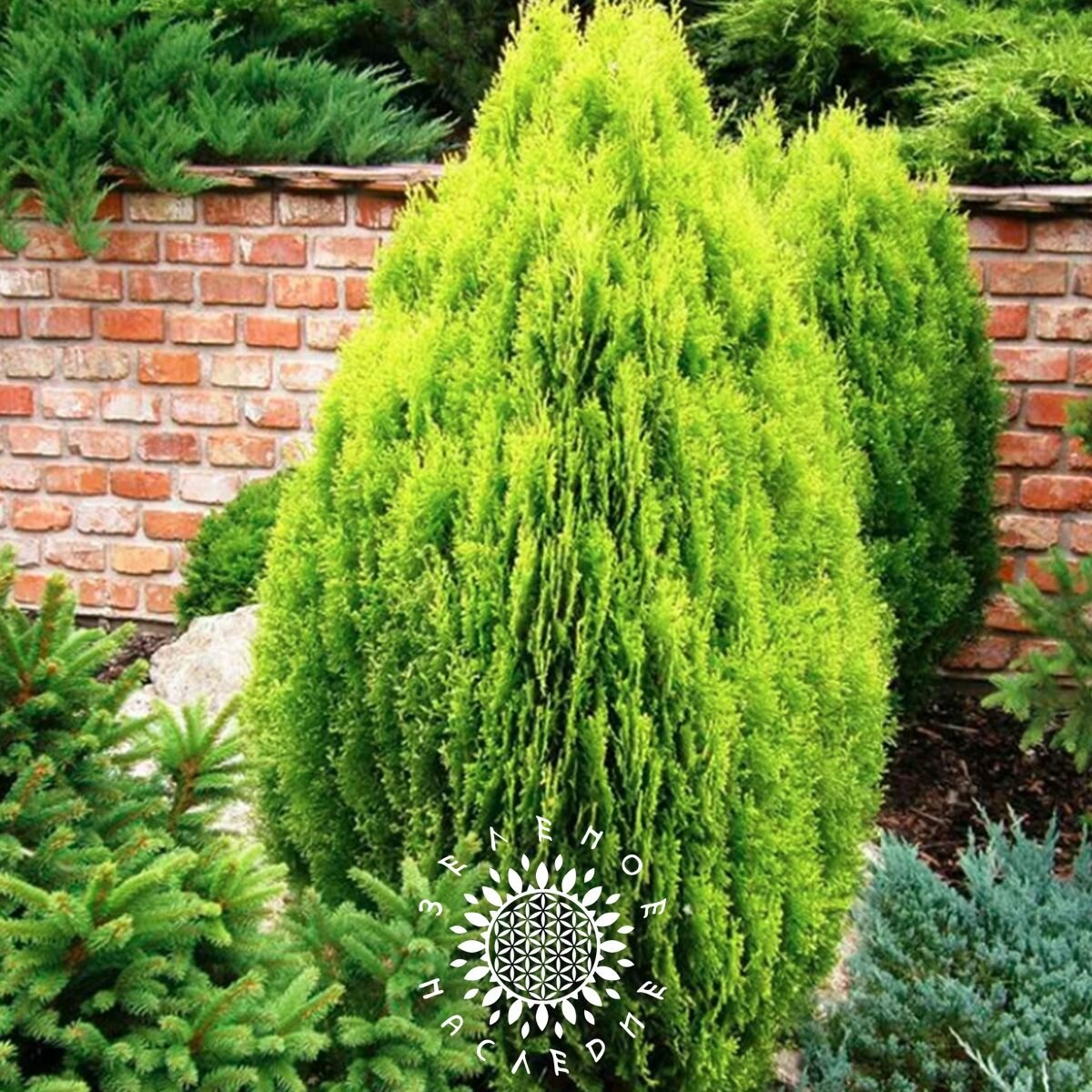 Семена Плосковеточник восточный (лат. Platycladus orientalis) 50шт