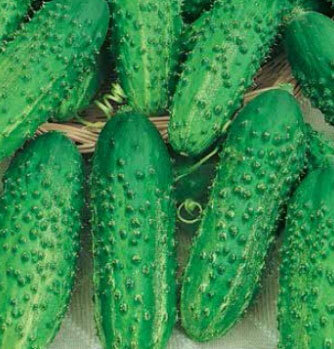 Семена огурцов Мал-Да-Удал F1 (0,2 гр.)