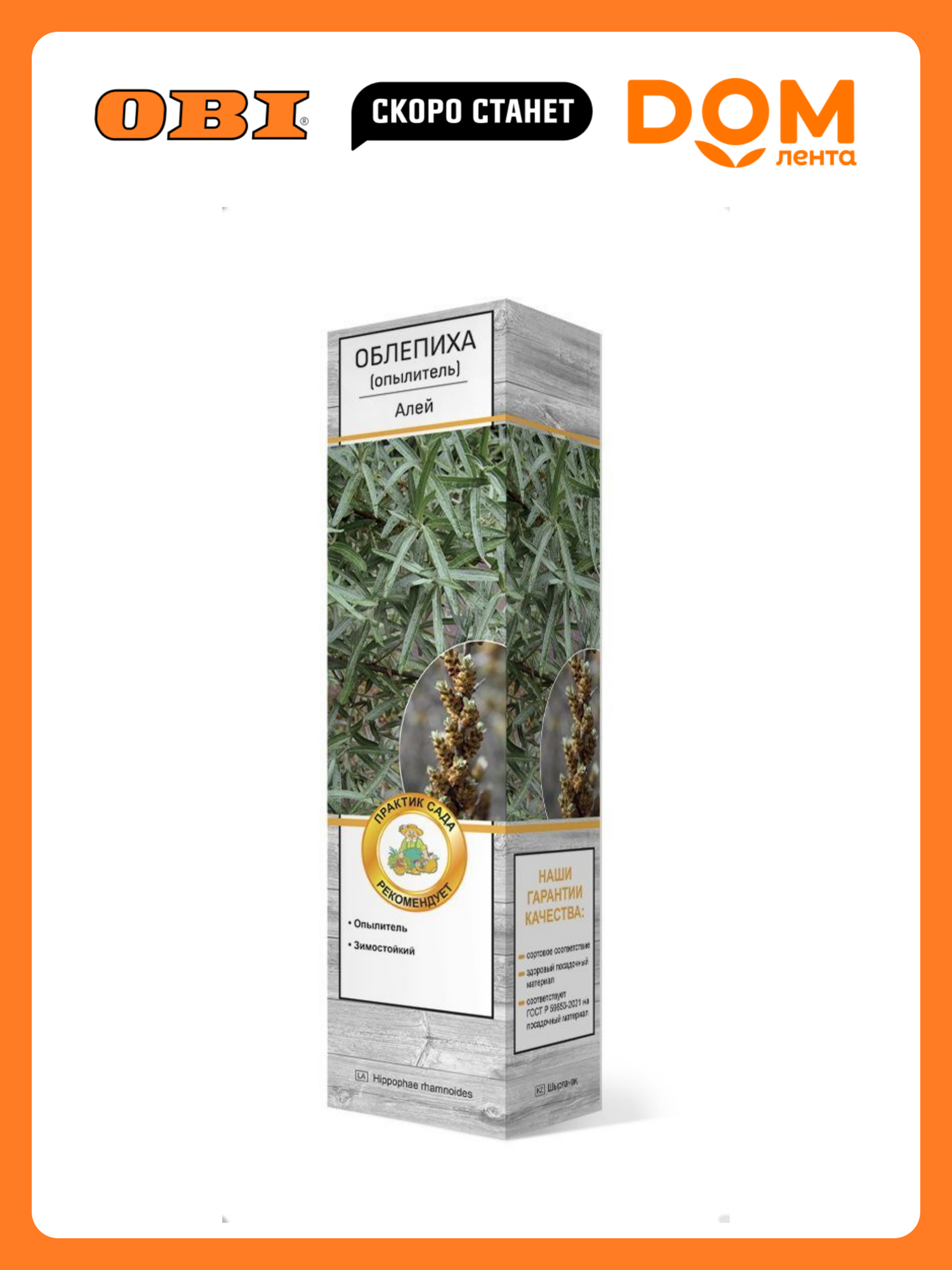 Саженец облепихи Алей, поиск, сорт-опылитель, зимостойкий, 200 см