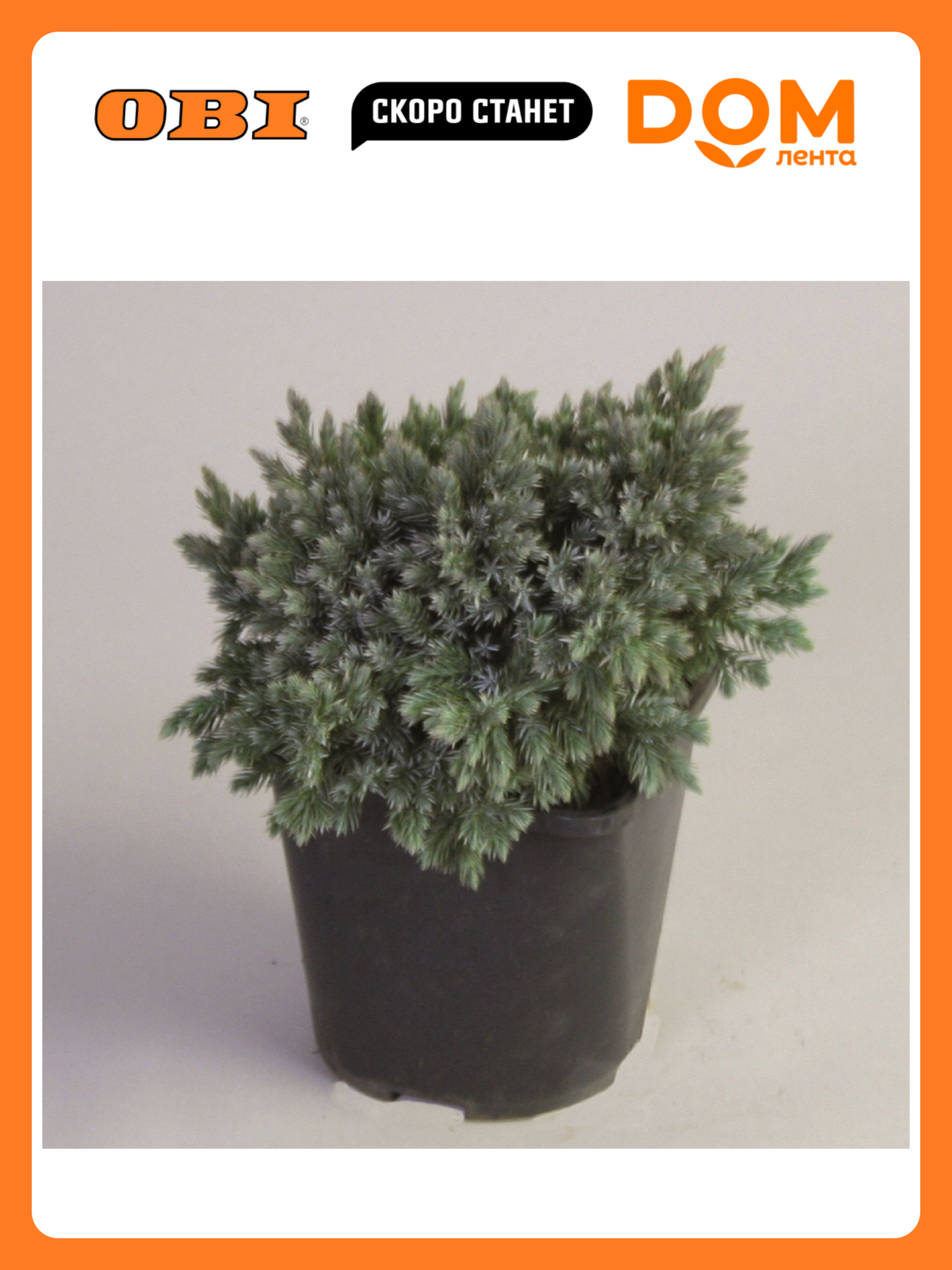 Можжевельник Блю Стар 882182, многолетнее, хвойное, декоративное растение