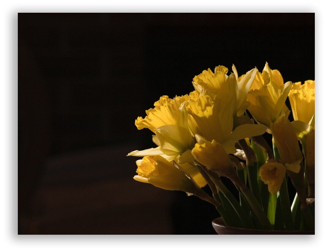 Гравюра Постер на бумаге / Narcissus / Нарцисс